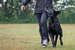 What is Bitework? - doggos.com