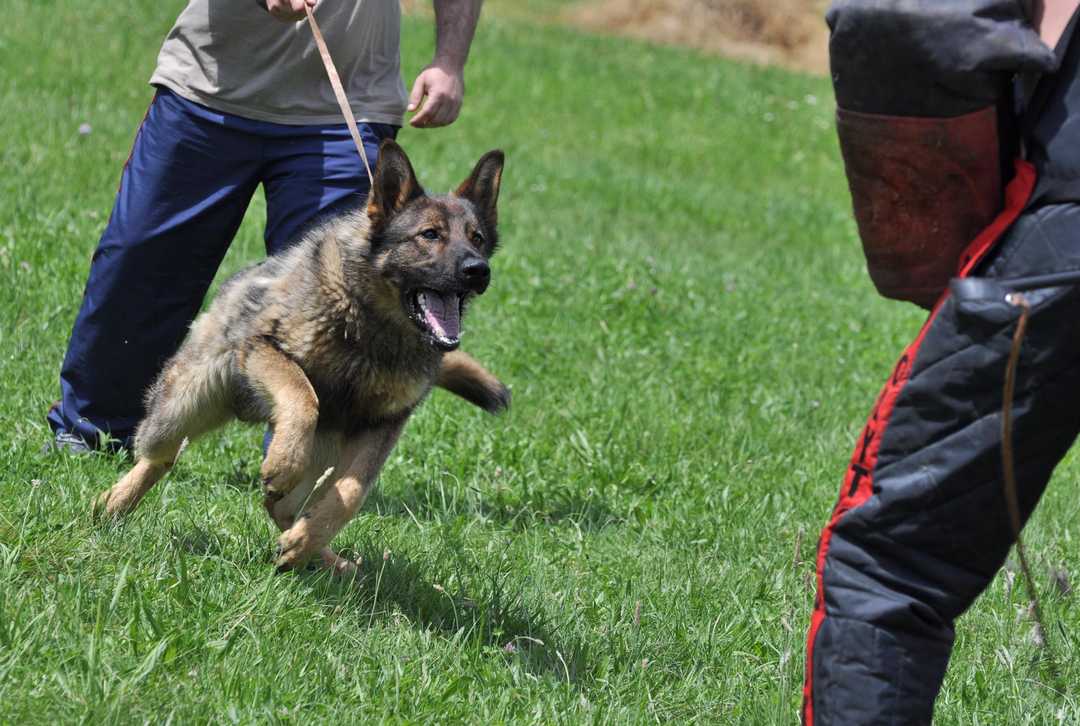 What is Bitework? - doggos.com